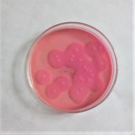 Mikrobiologie potravin II