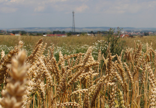 Mikrobiologie potravin IV
