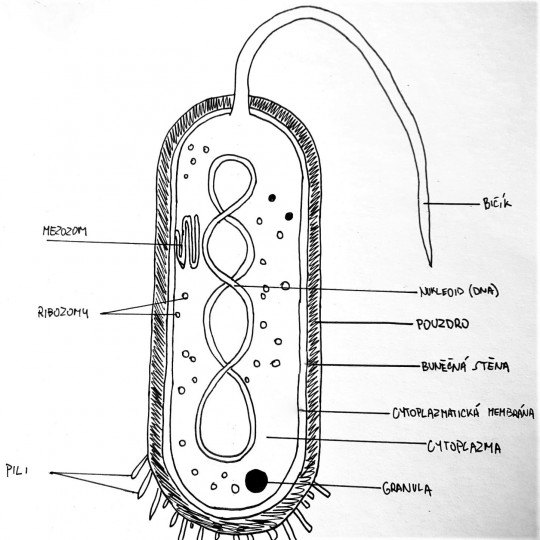 Obecná mikrobiologie I