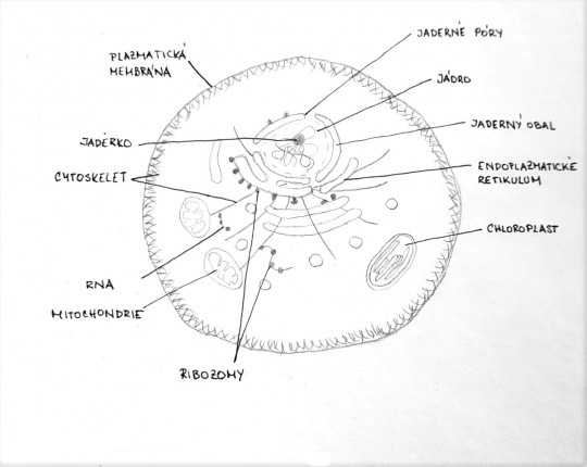 Obecná mikrobiologie I