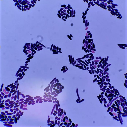 Obecná mikrobiologie I