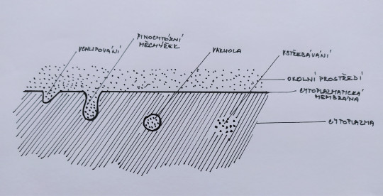 Obecná mikrobiologie II
