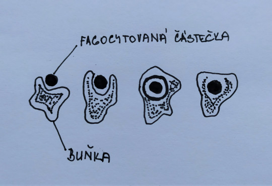 Obecná mikrobiologie II