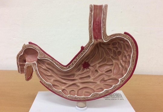 Der menschliche Körper