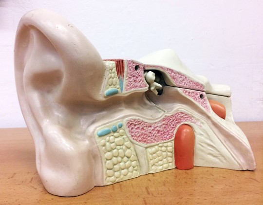 Der menschliche Körper