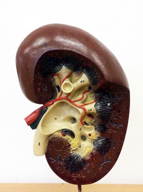 Der menschliche Körper