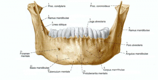 Anatomie hlavy, anatomie a fyziologie orgánů ústní dutiny –Anatomie des ...