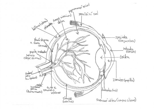 Ošetřovatelství v klinických oborech