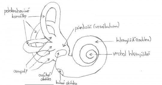 Ošetřovatelství v klinických oborech