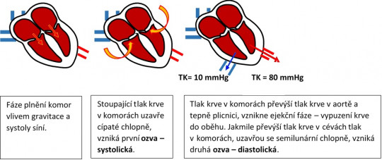 Anatomie a fyziologie