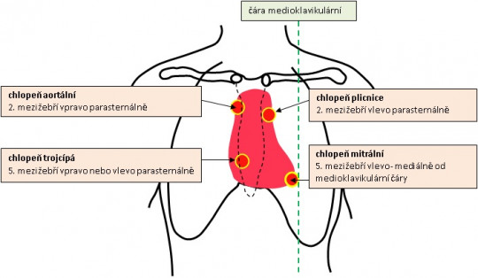 Anatomie a fyziologie