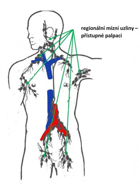 Anatomie a fyziologie