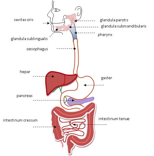 Anatomie a fyziologie