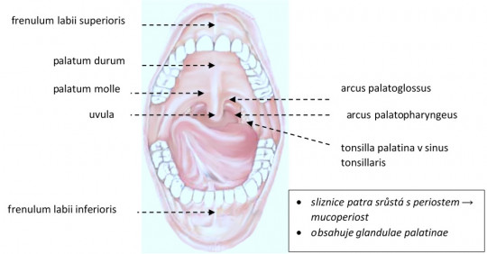 Anatomie a fyziologie
