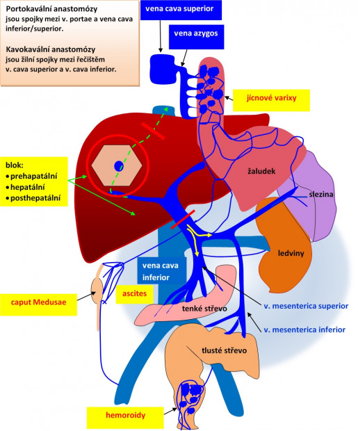 Anatomie a fyziologie
