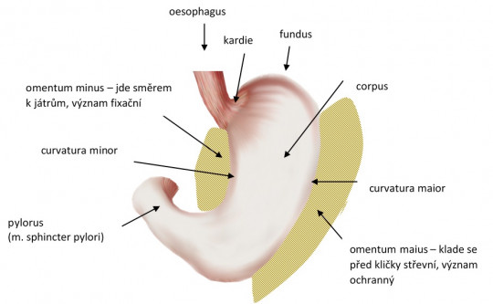 Anatomie a fyziologie
