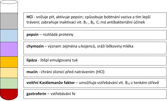 Anatomie a fyziologie