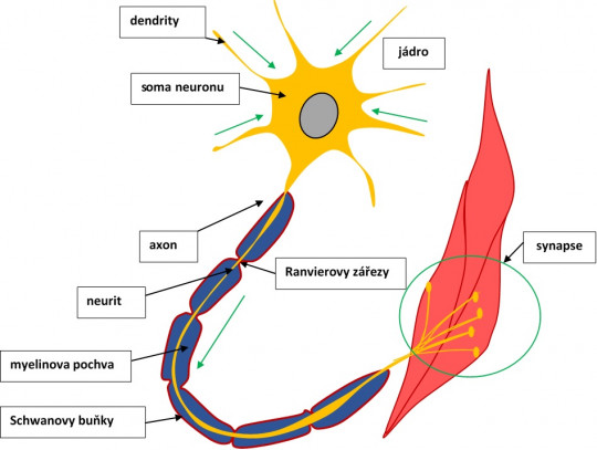 Anatomie a fyziologie