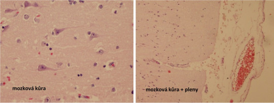 Anatomie a fyziologie