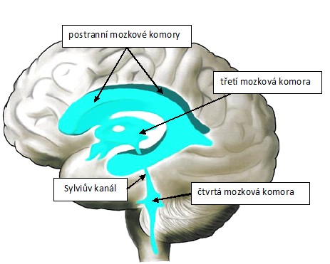 Anatomie a fyziologie