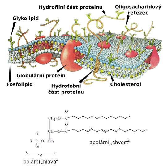 Biochemie pro obor DFA