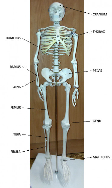 Medicínská terminologie pro nelékařská zdravotnická povolání