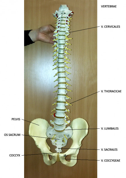 Medicínská terminologie pro nelékařská zdravotnická povolání