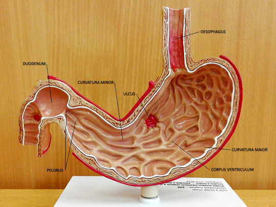 Medicínská terminologie pro nelékařská zdravotnická povolání
